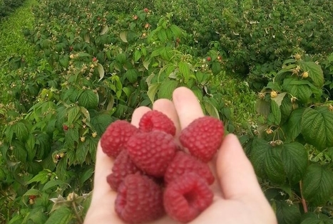 Audrone Ispiryan Farm | Atostogos kaime