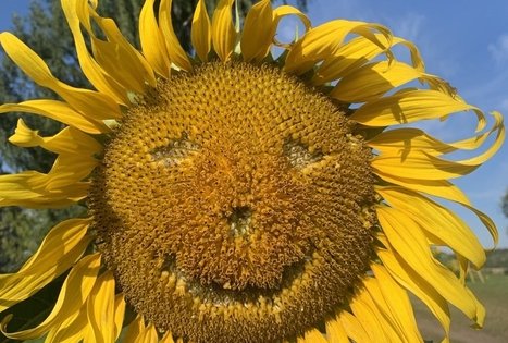 Sodyba „Molinė saulėgrąža“ | Atostogos kaime