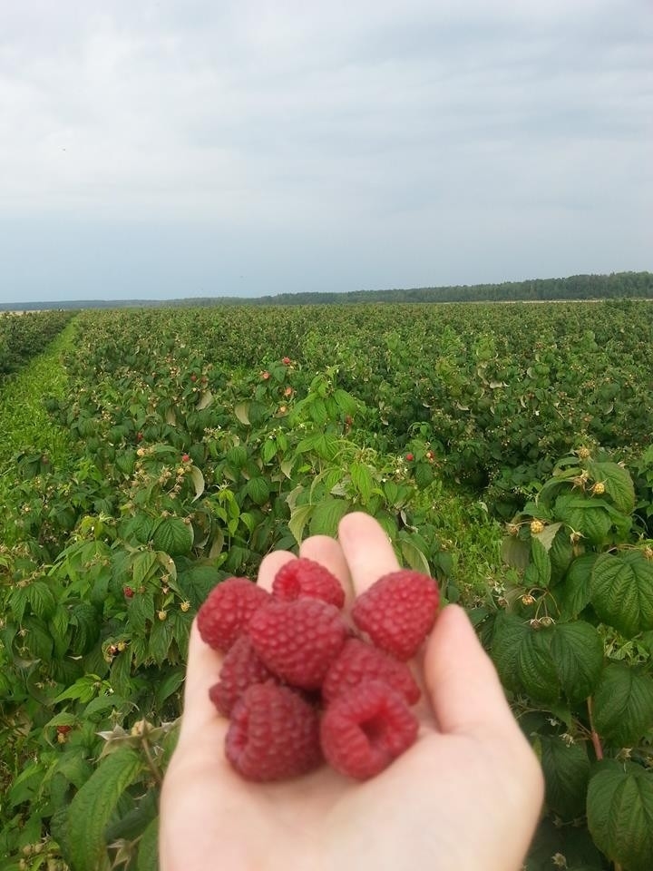 Audrone Ispiryan Farm | Atostogos kaime