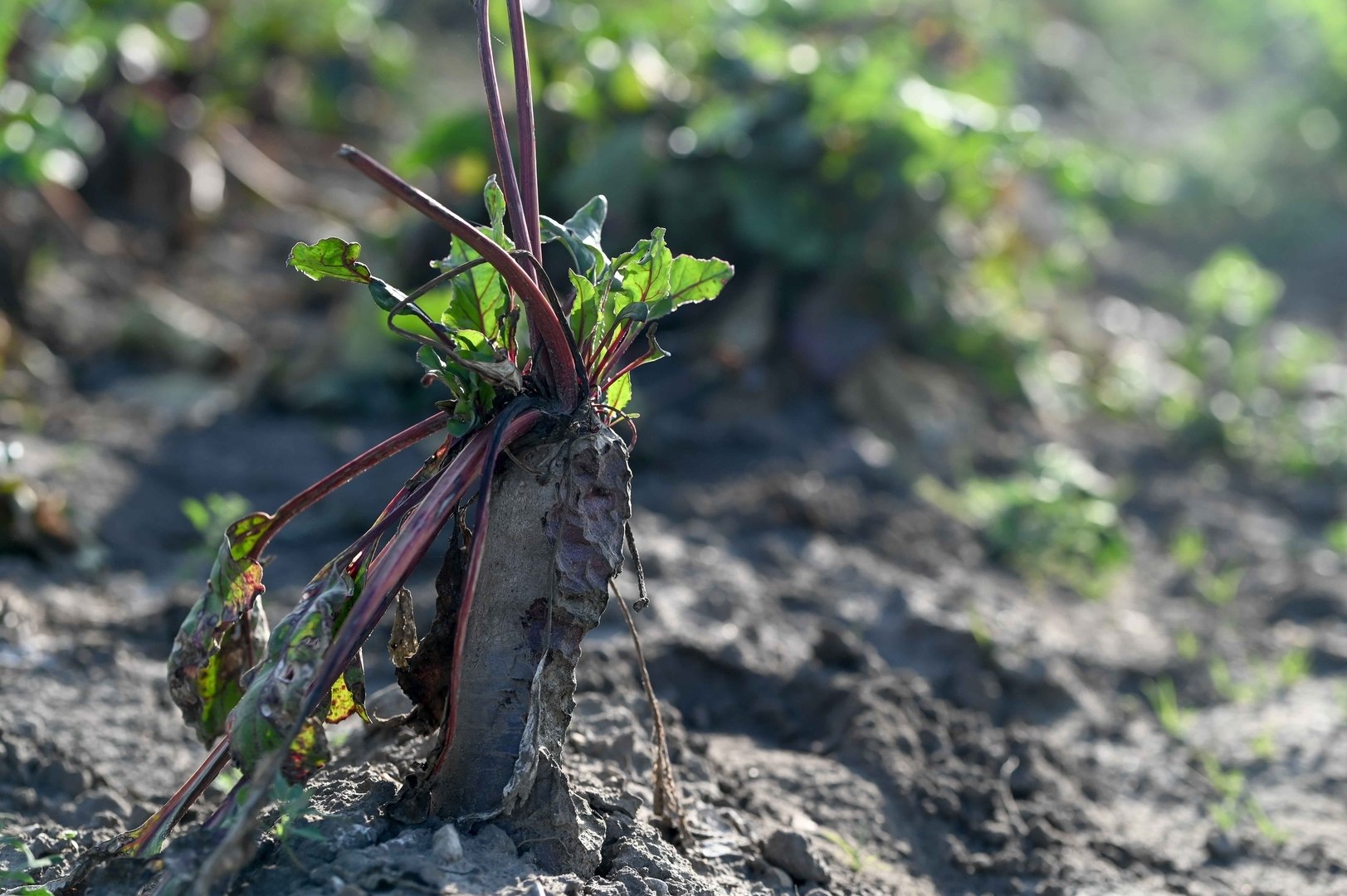 Burokėlių rojus | Atostogos kaime