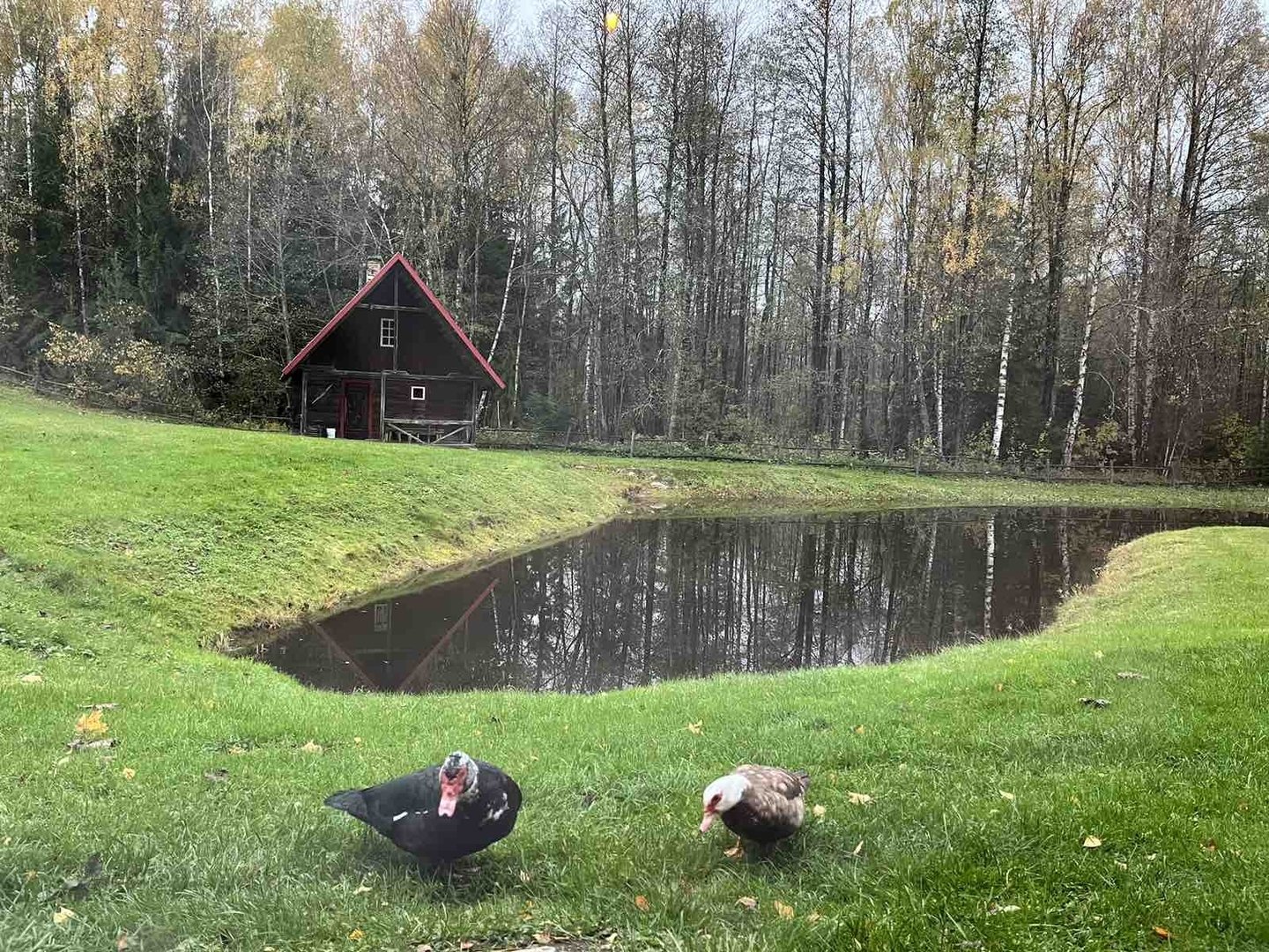 Homestead "Labanoro pasaka" | Atostogos kaime