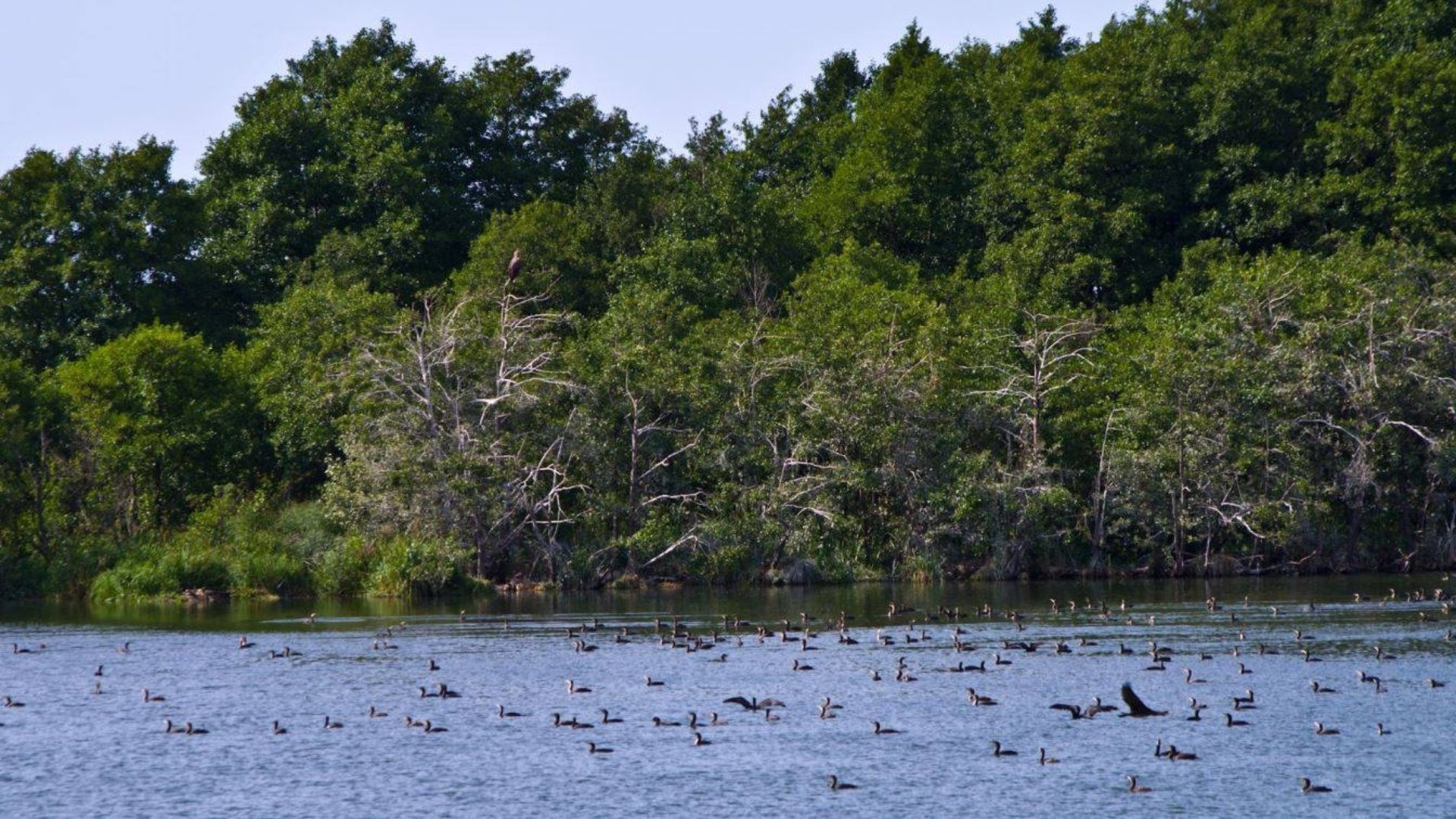 Plazė Lake Birdwatching Hut | Atostogos kaime
