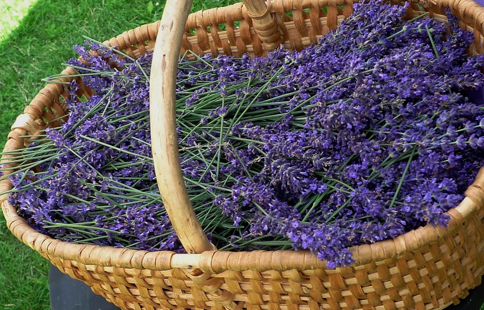 Levandų uostas | Atostogos kaime