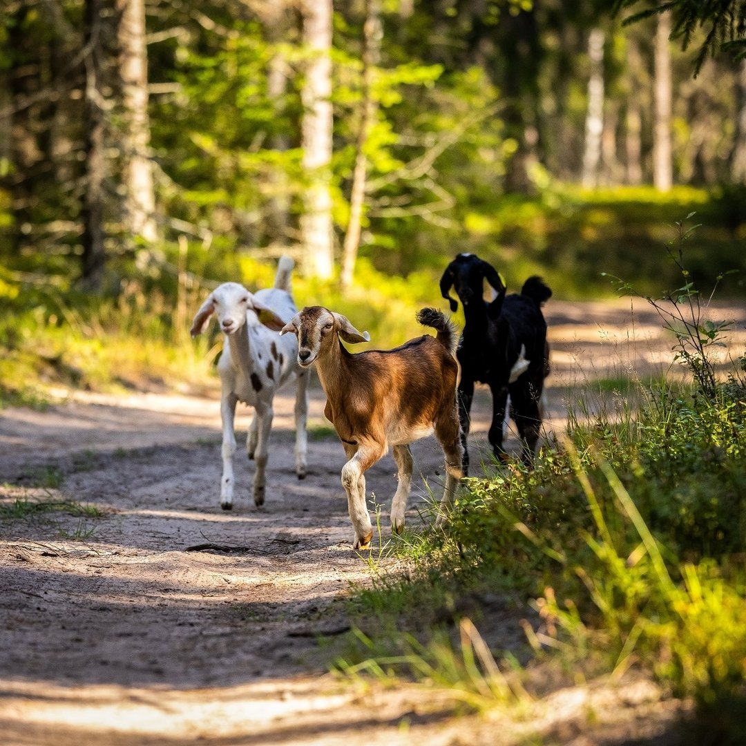 Bagota ciba | Atostogos kaime