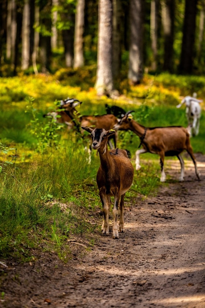 Bagota ciba | Atostogos kaime