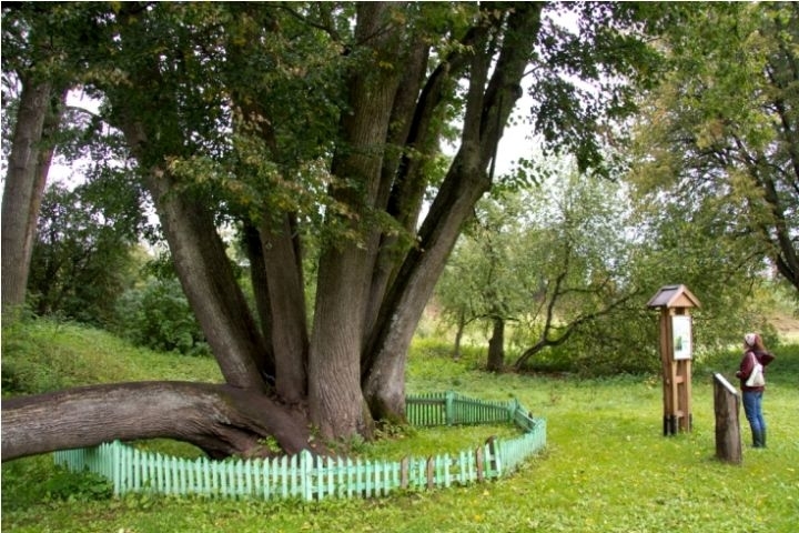 Linden tree with 15 trunks | Atostogos kaime